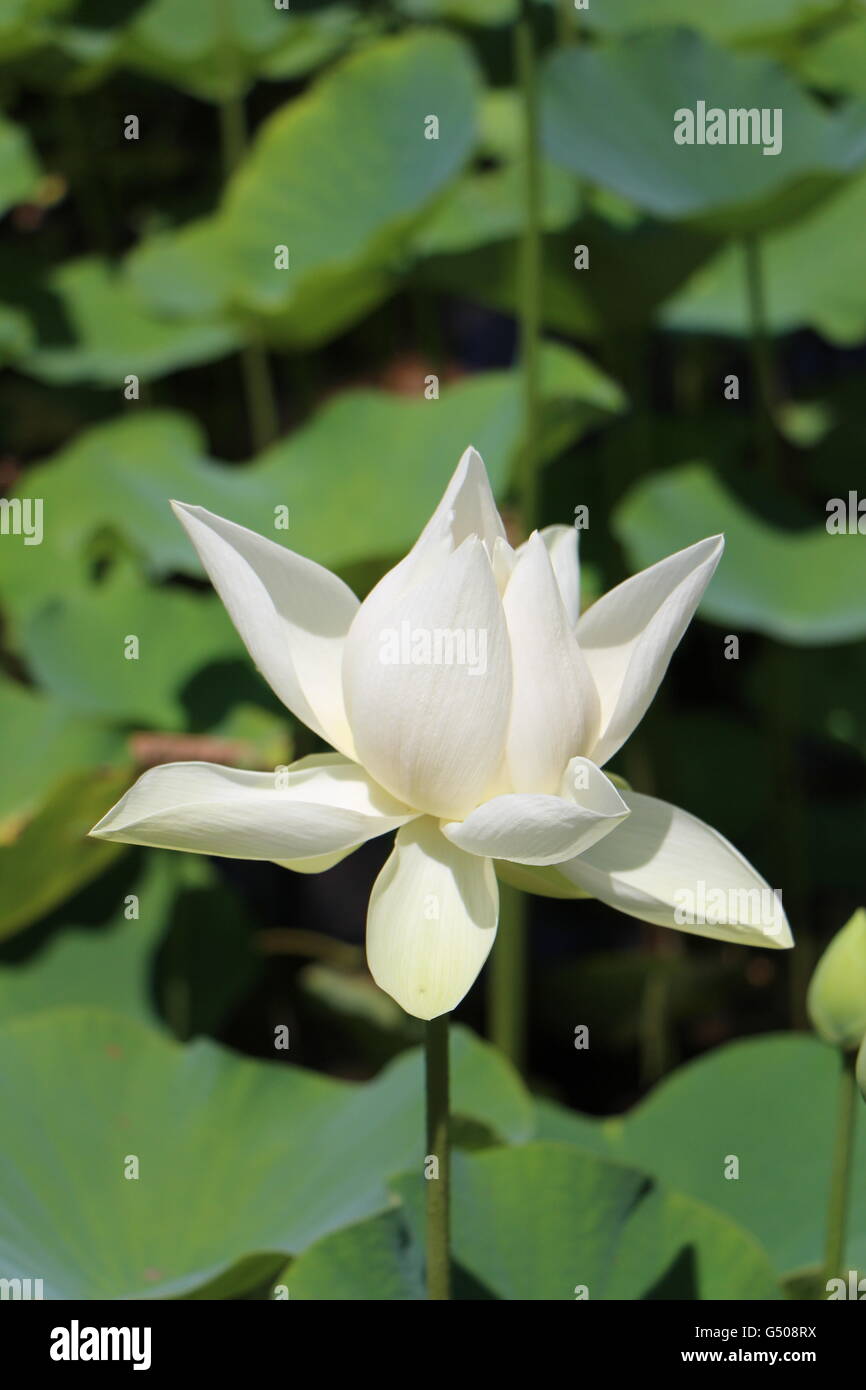 Indian lotus flower hi-res stock photography and images - Alamy