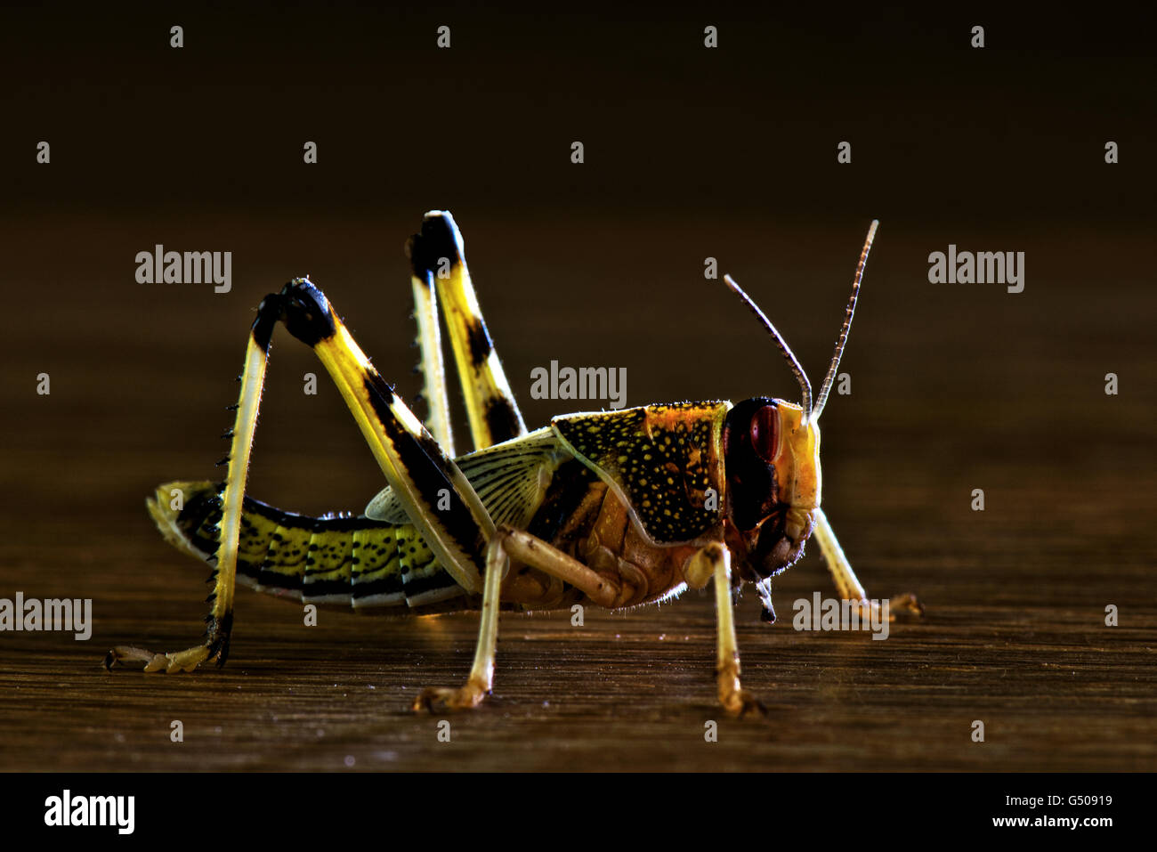 Desert locust hi-res stock photography and images - Alamy
