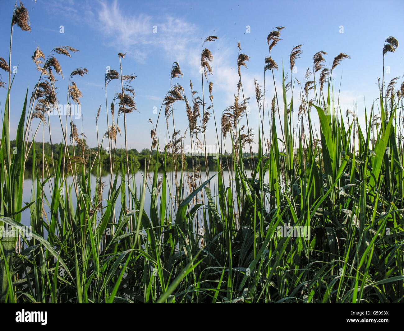 Reeds and sedges hi-res stock photography and images - Alamy