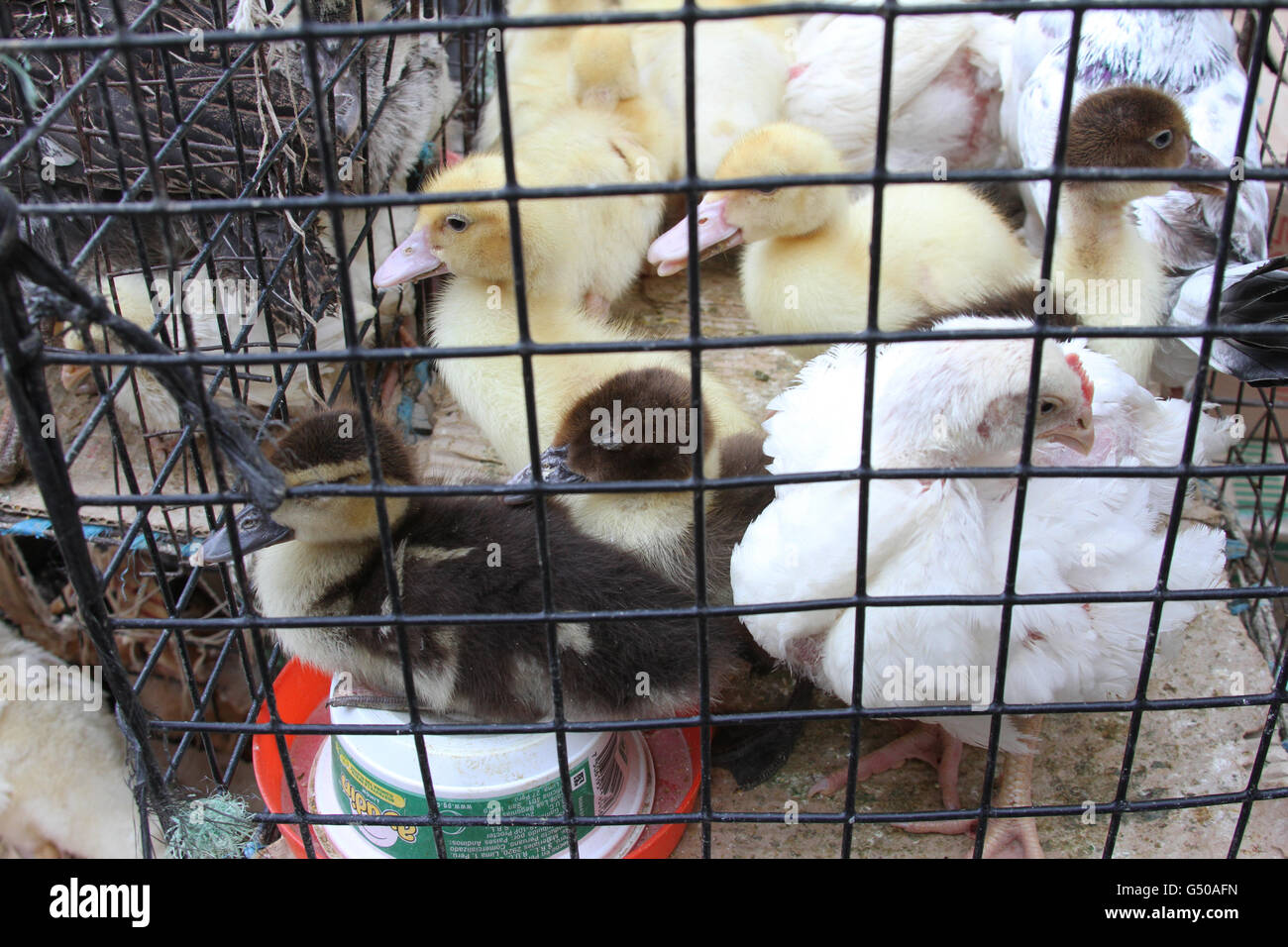 Ducks and chickens hi-res stock photography and images - Alamy