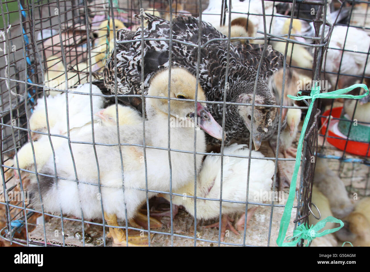 Ducklings barnyard hi-res stock photography and images - Alamy