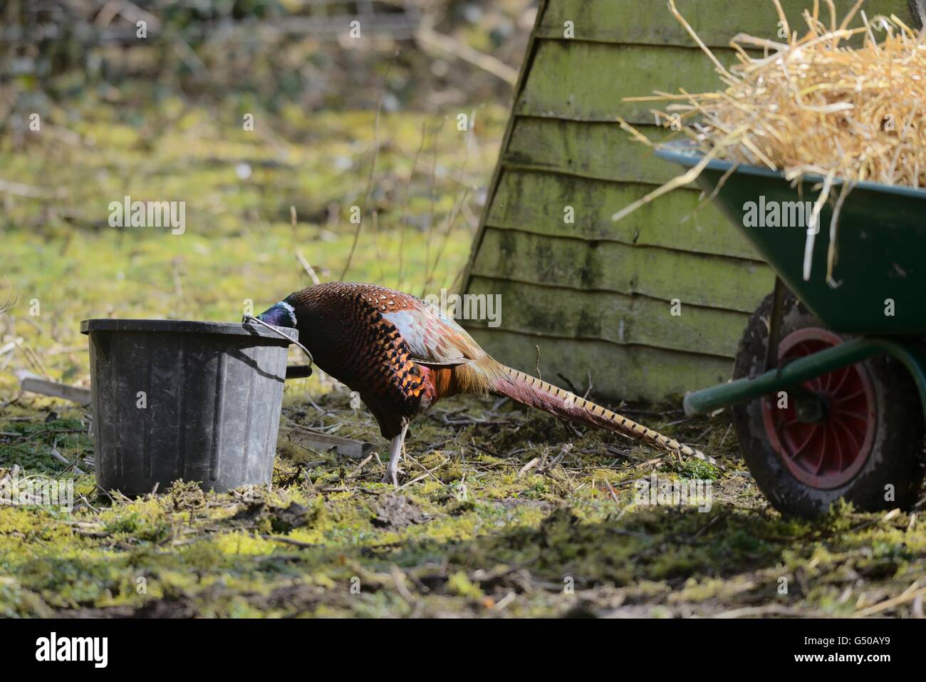 Male Pheasant showing plumage detail of SW Asian race Phasianus ...