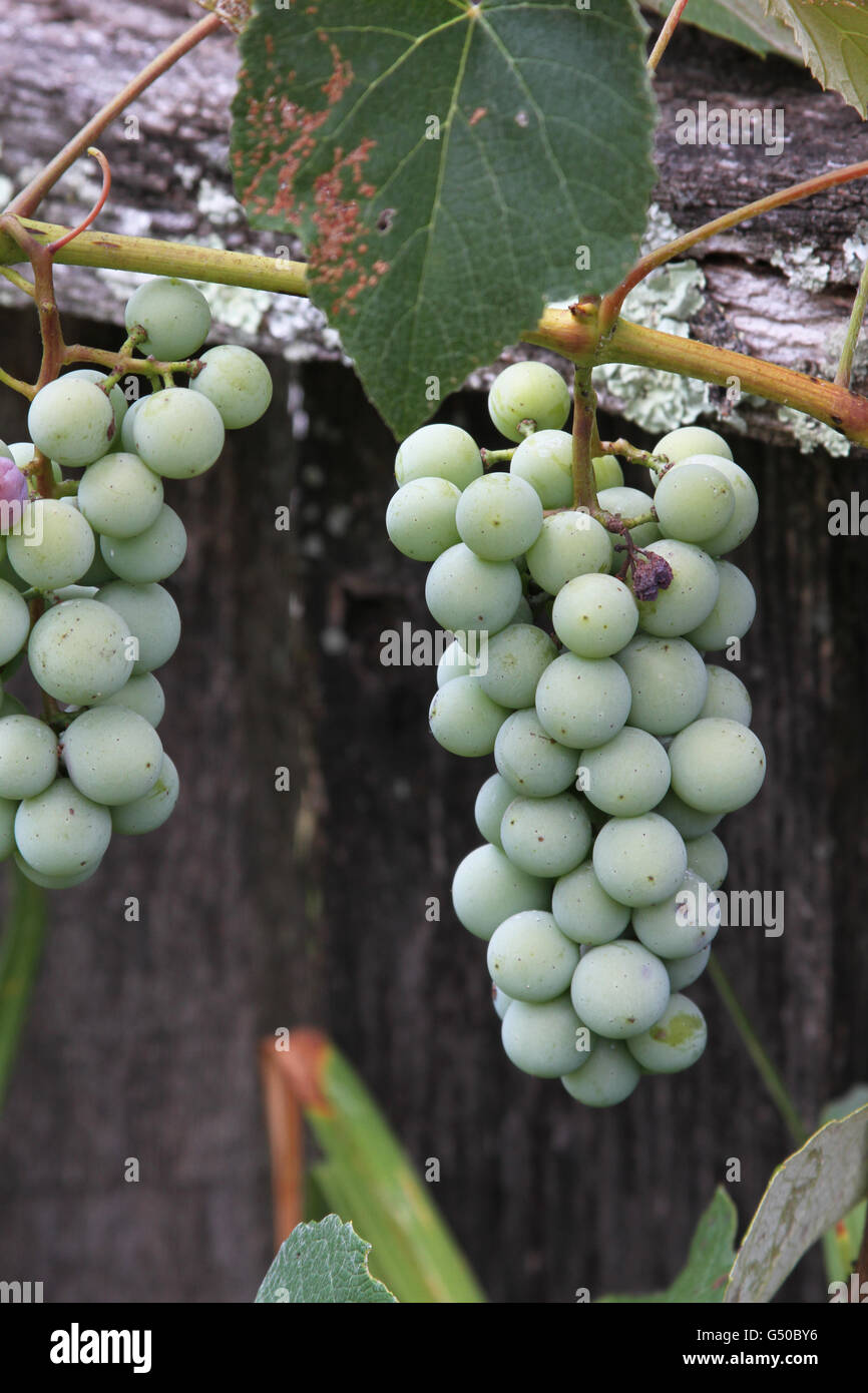 Two fruit bunches hi-res stock photography and images - Alamy