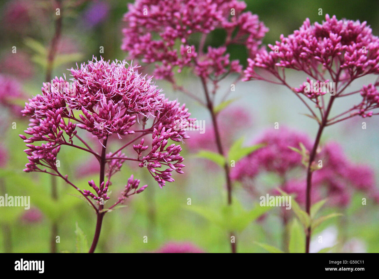 Field of beautiful pink Joe-Pye Weed in West Virginia Stock Photo - Alamy