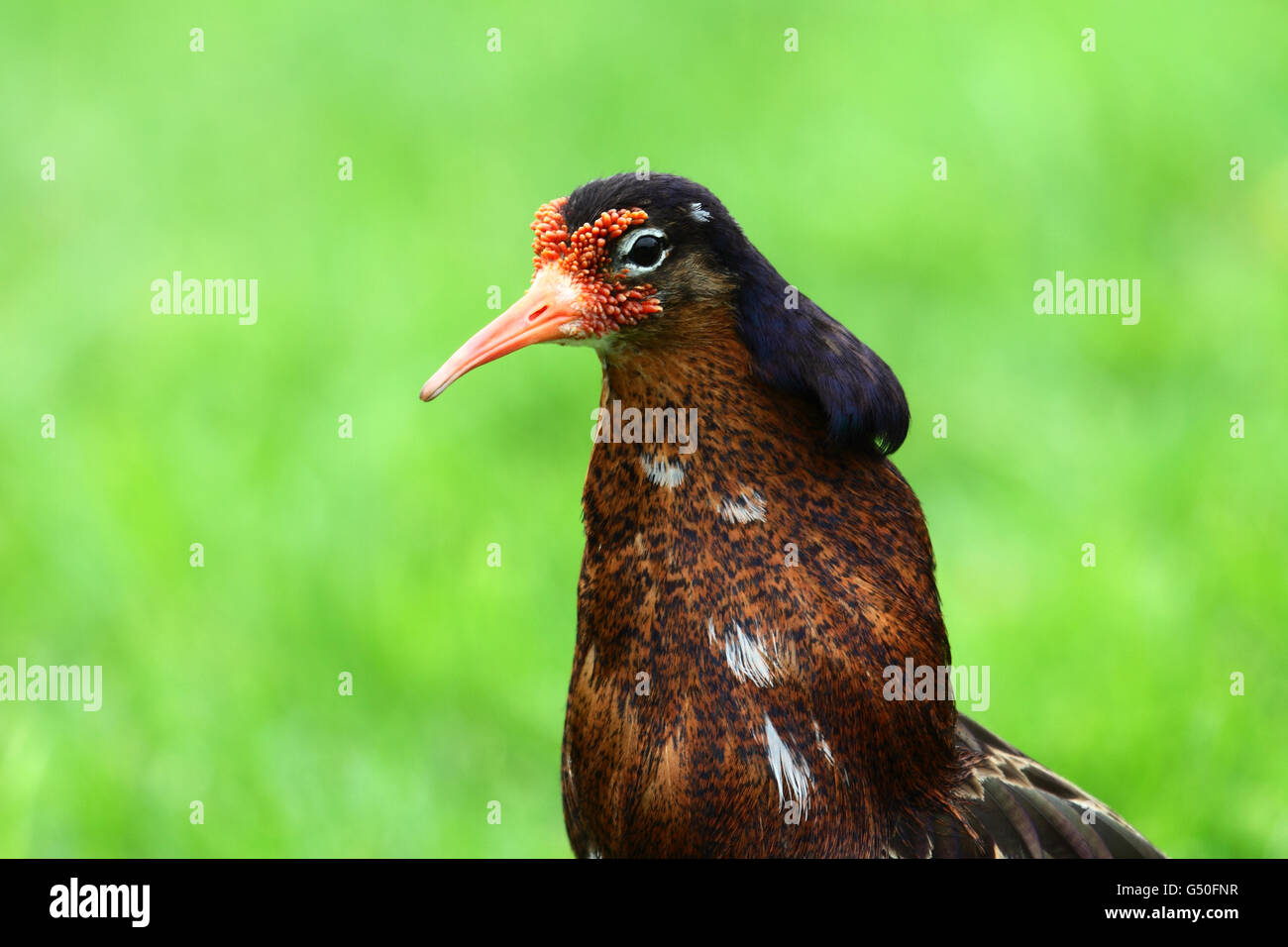 Disabled pigeon hi-res stock photography and images - Alamy