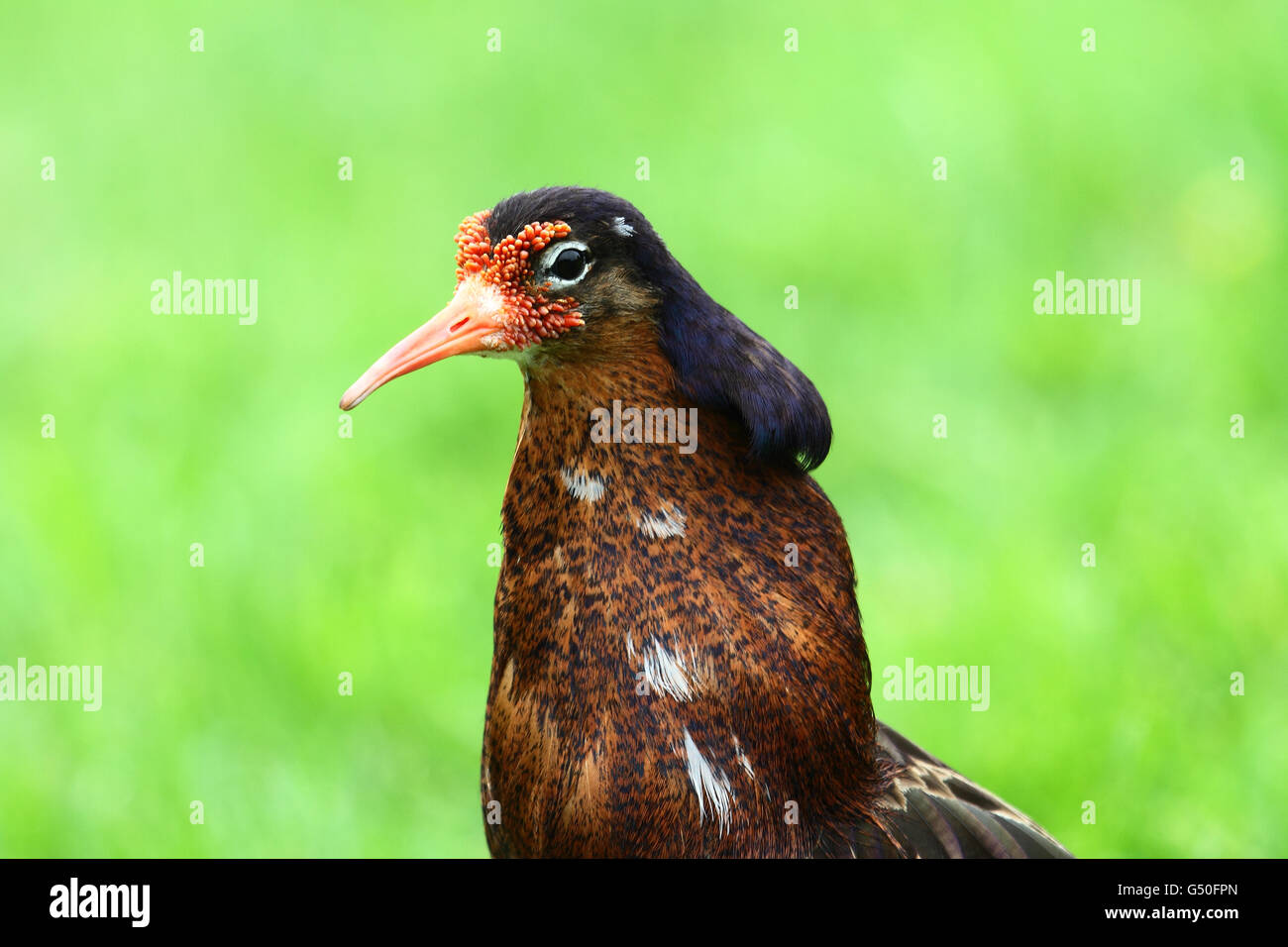 Disabled pigeon hi-res stock photography and images - Alamy