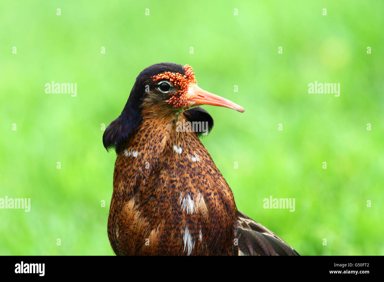 Male and female ruff bird hi-res stock photography and images - Alamy