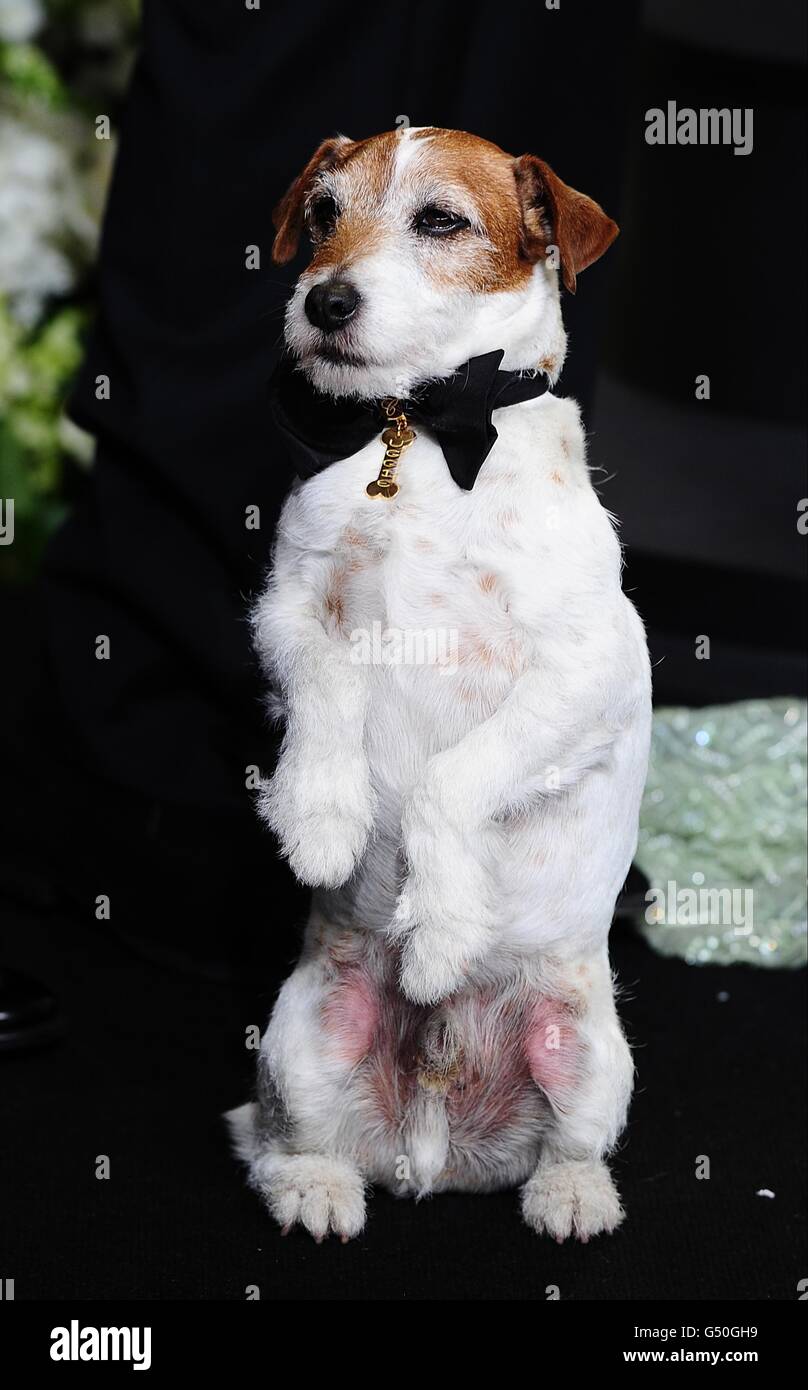 Uggie the dog from the Artist at the 84th Academy Awards at the Kodak ...