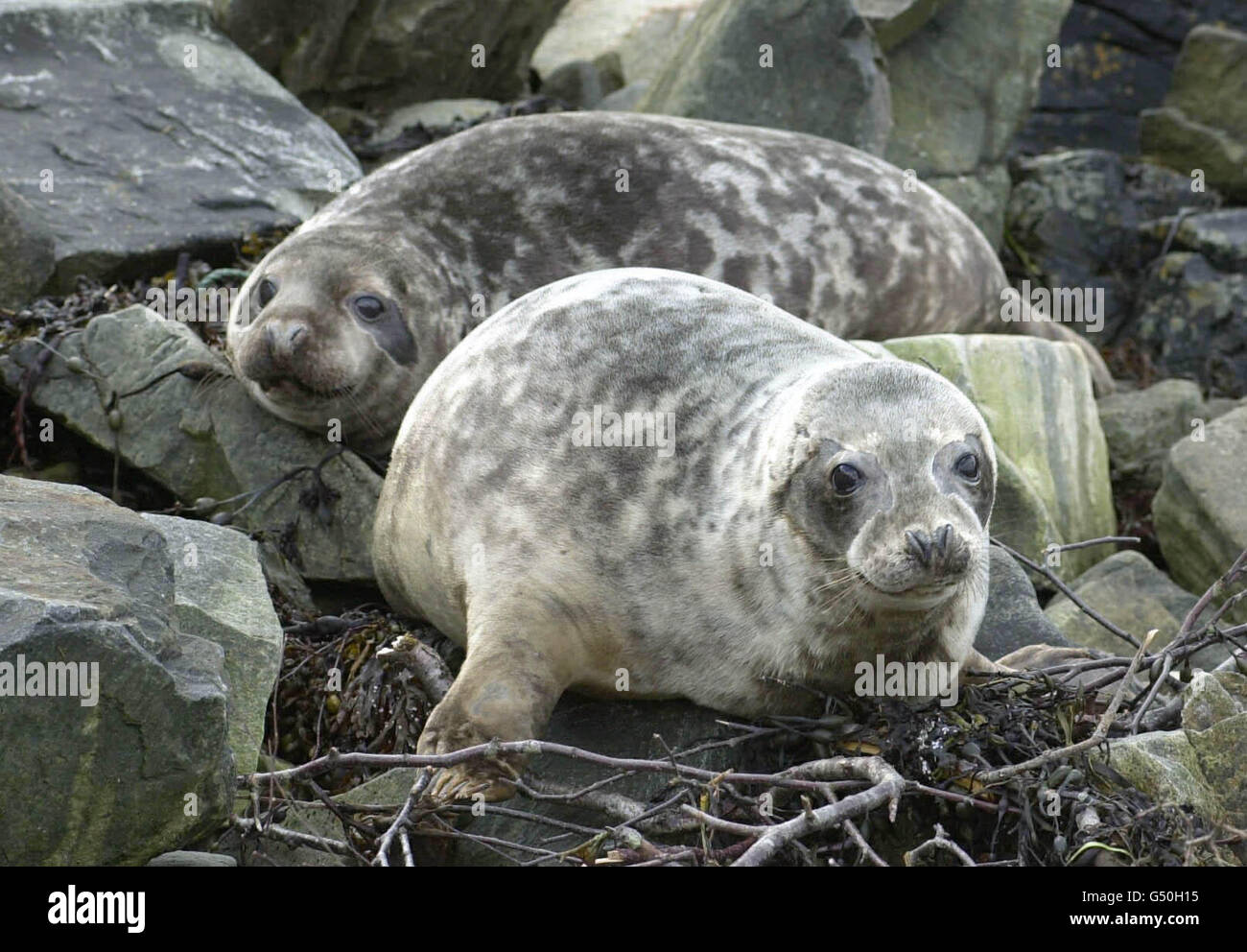 Seal off scotland hi-res stock photography and images - Alamy