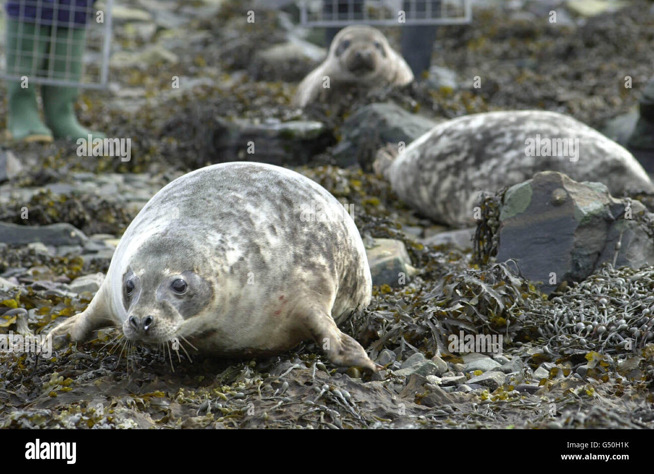 Trio of seals hi-res stock photography and images - Alamy