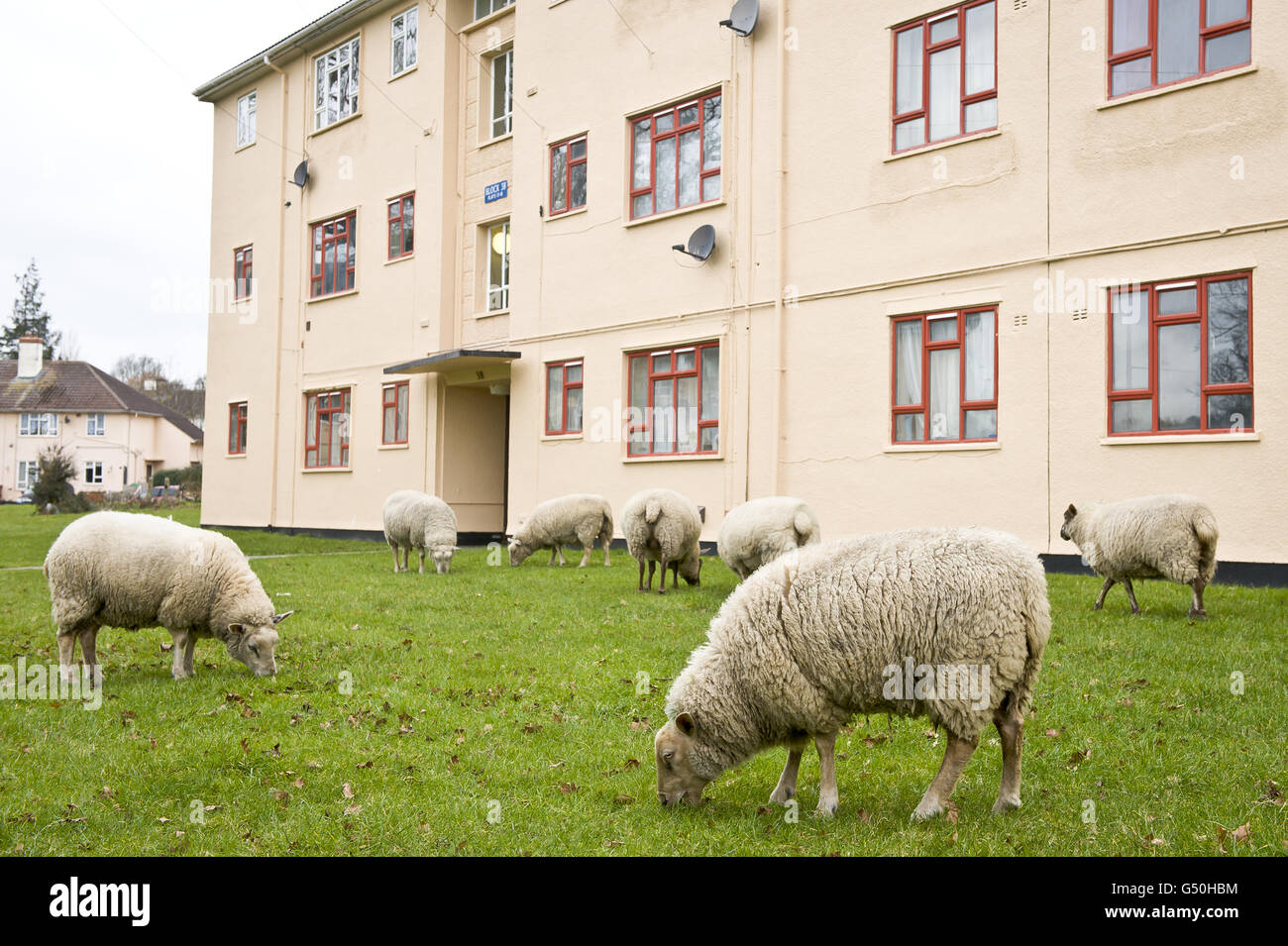 Sheep farmer environment hi-res stock photography and images - Alamy
