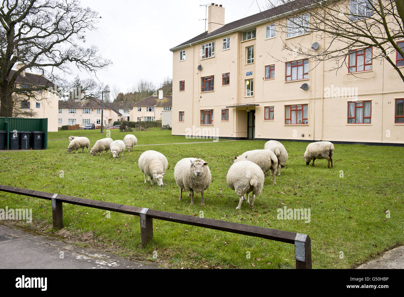 Animals animal farm rural area housing grazing hi-res stock photography ...