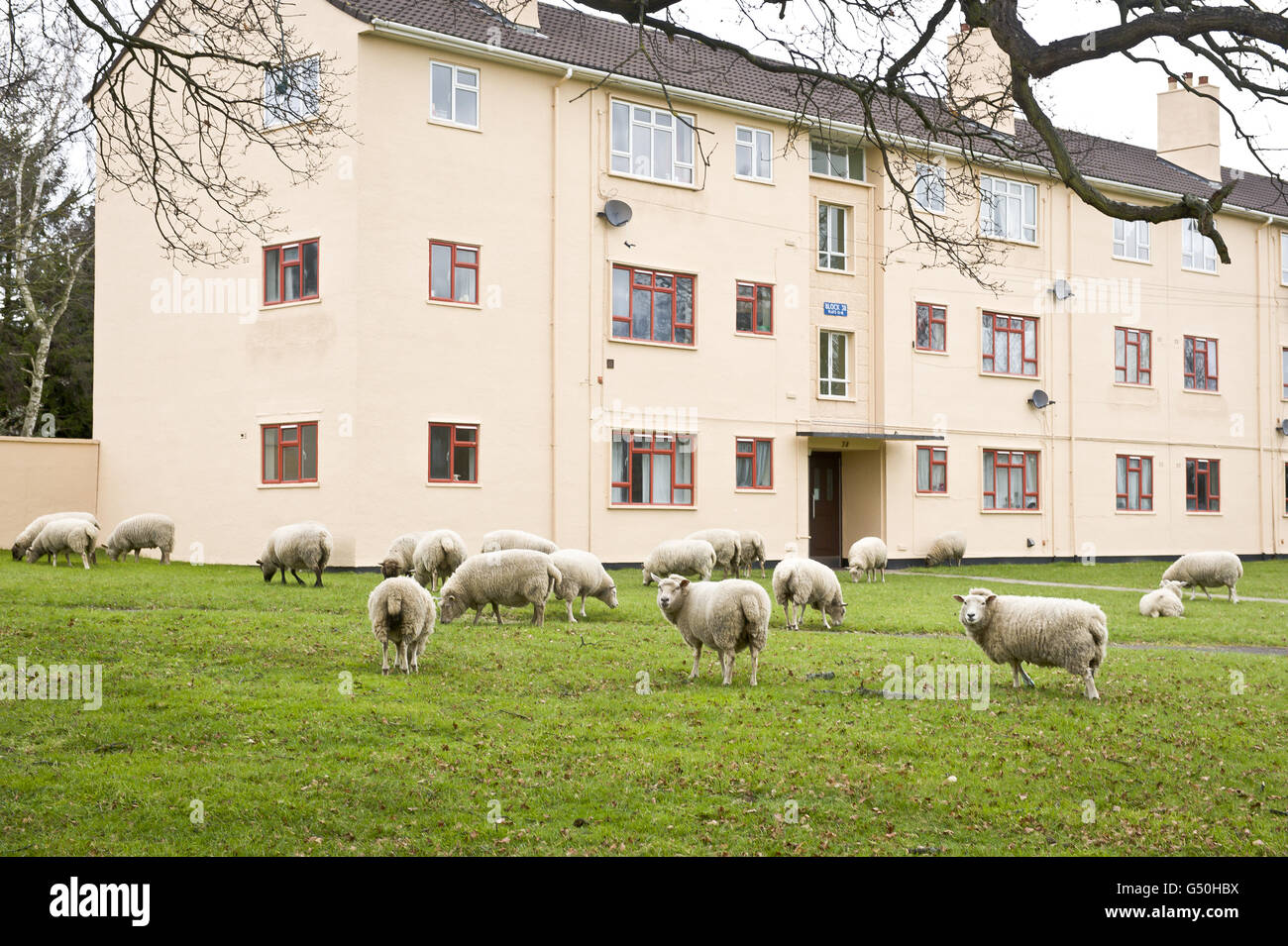 Sheep grazing in village hi-res stock photography and images - Alamy