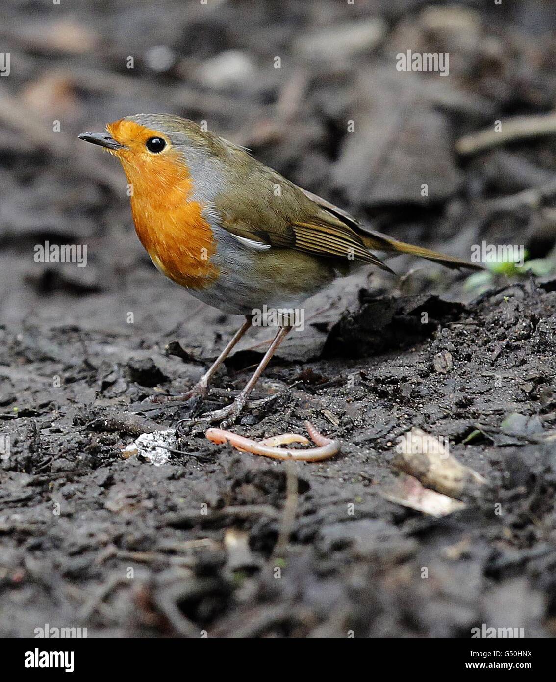 Robin eating worm hi-res stock photography and images - Alamy