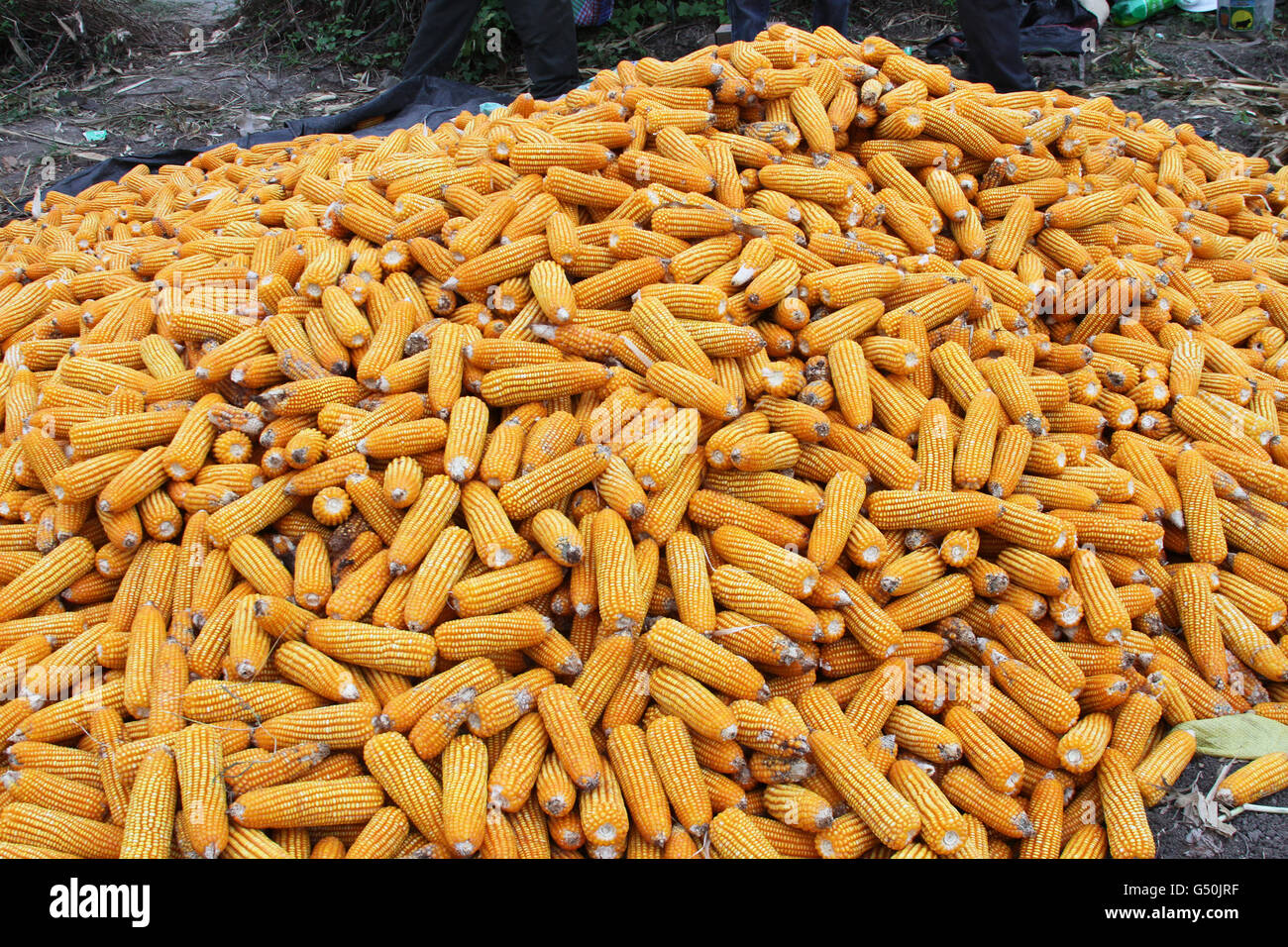 Corn field with farm hi-res stock photography and images - Alamy