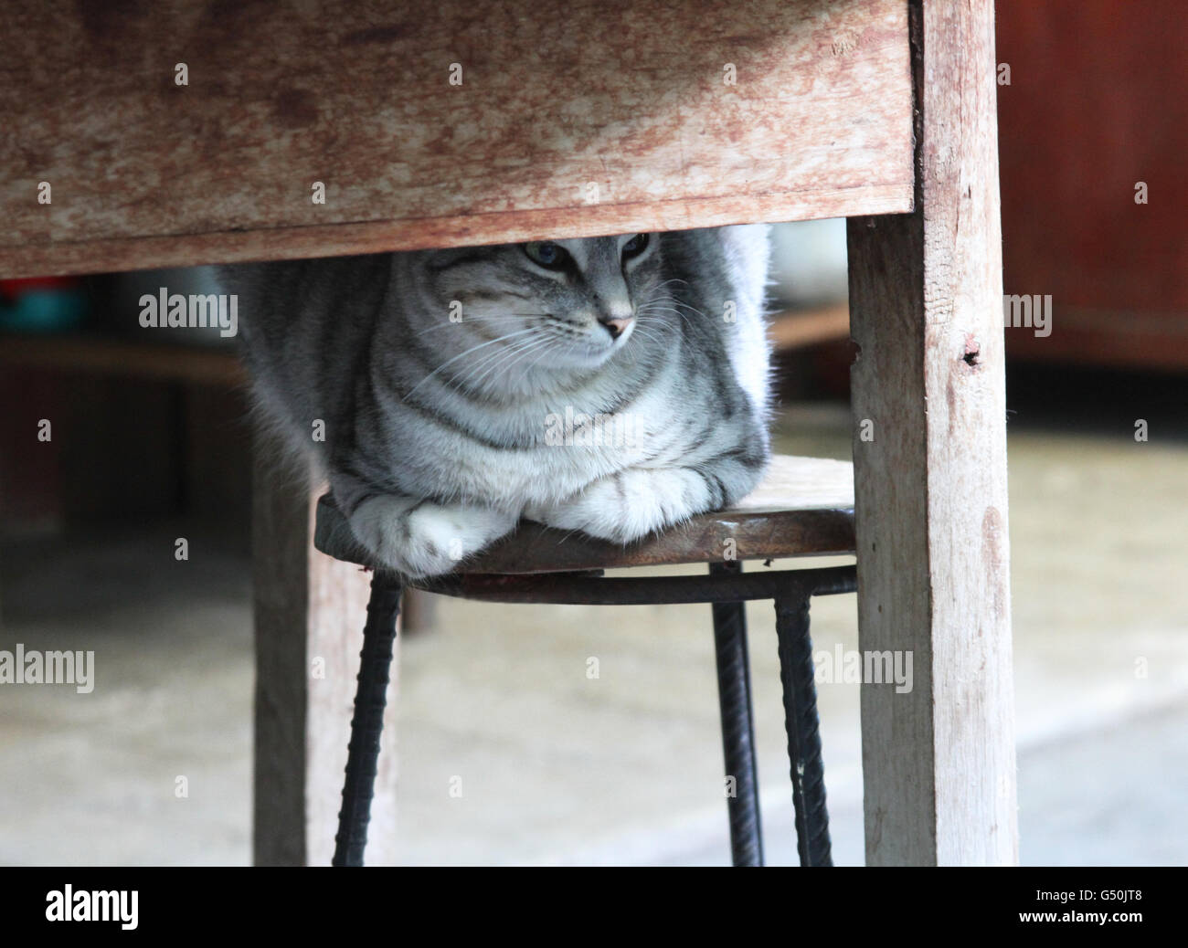 Kitten under table hi-res stock photography and images - Alamy