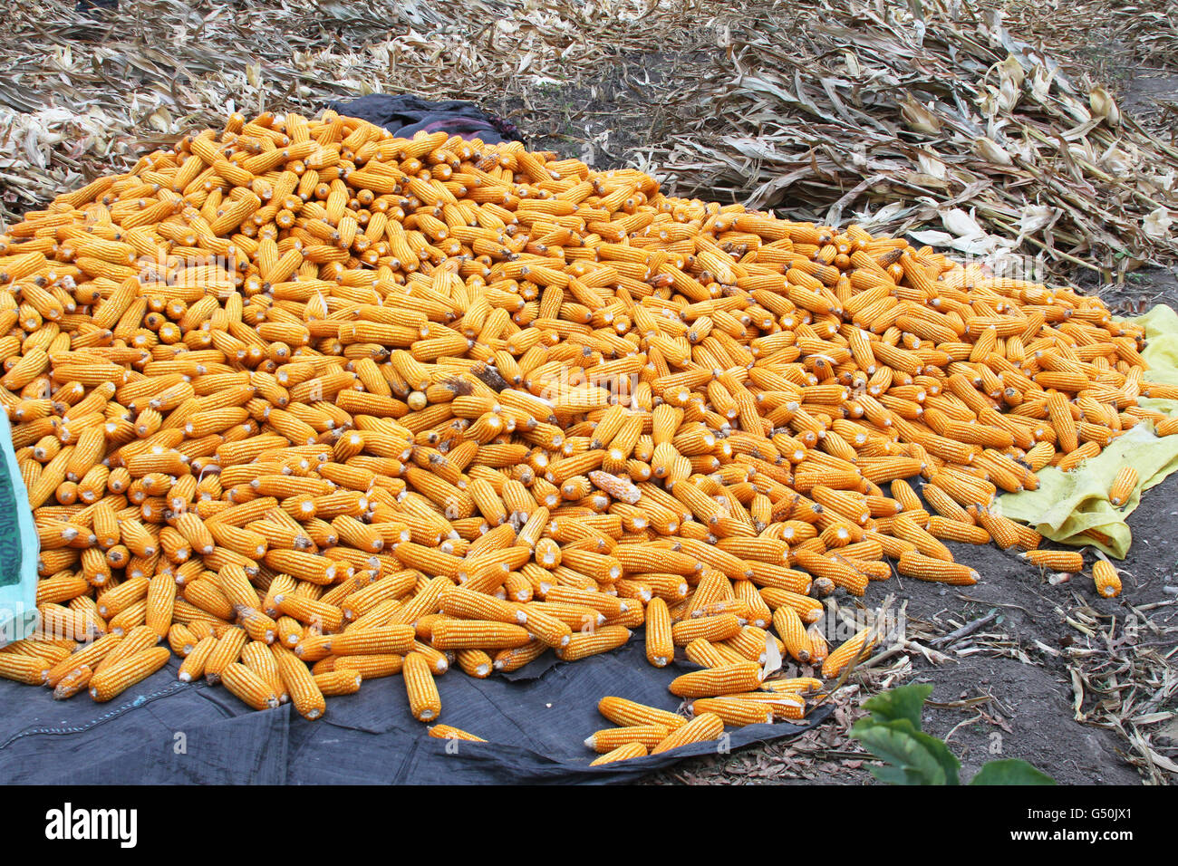 Peru corn farm hi-res stock photography and images - Alamy