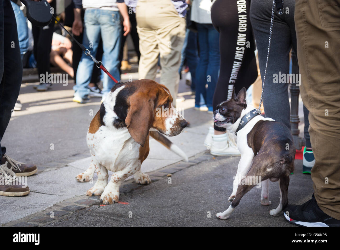 Two dogs greeting each other by sniffing Stock Photo - Alamy