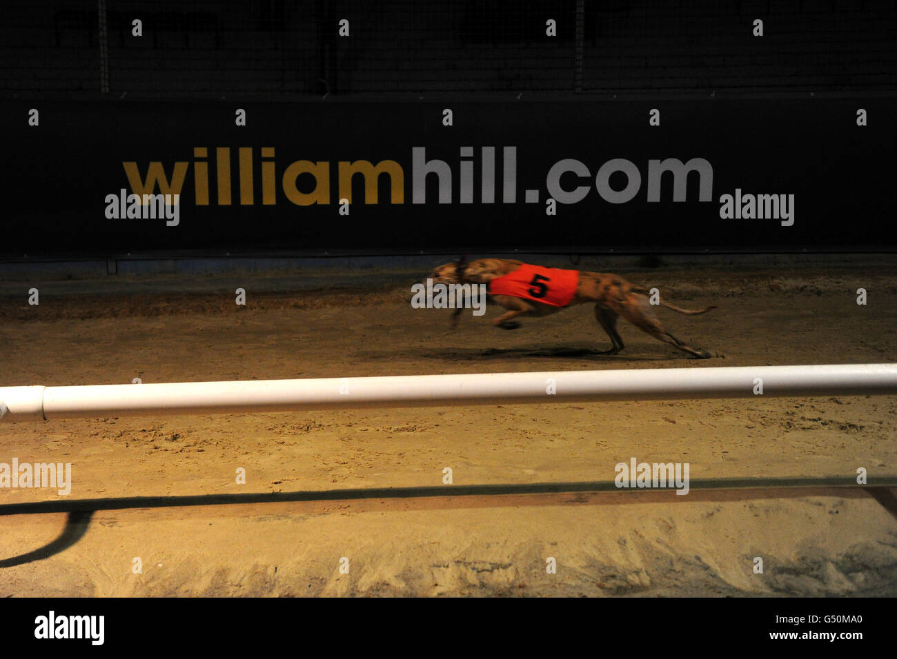 Greyhounds - Williamhill.com Springbok & Racing Post Juvenile Gala ...