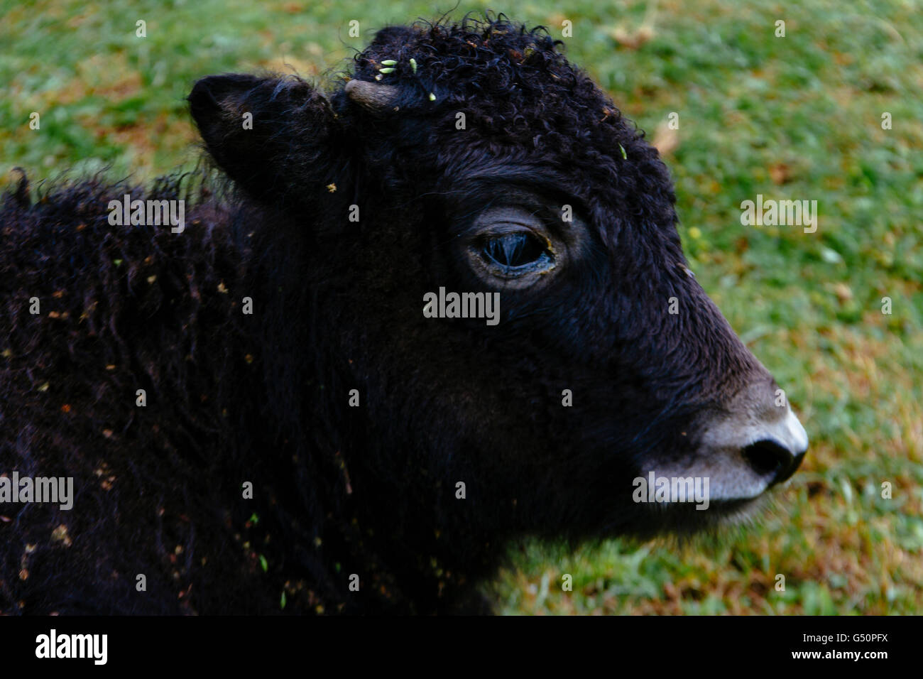 Nyingchi, Tibet, China - The view of a beautiful baby yak sitting on ...