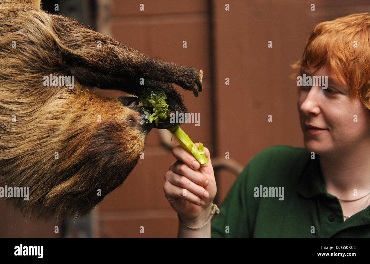 Senior zoo keeper lucy hawley hand feeds a two toed sloth hi-res stock ...
