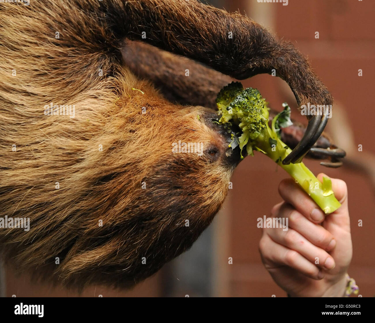New way feeding zoos sloths hi-res stock photography and images - Alamy