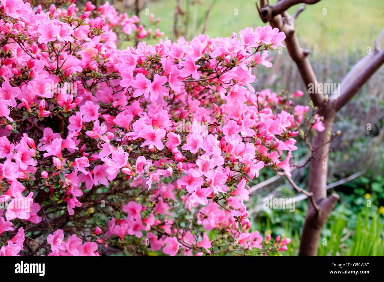 Pink azalea in flower in garden, UK Stock Photo - Alamy