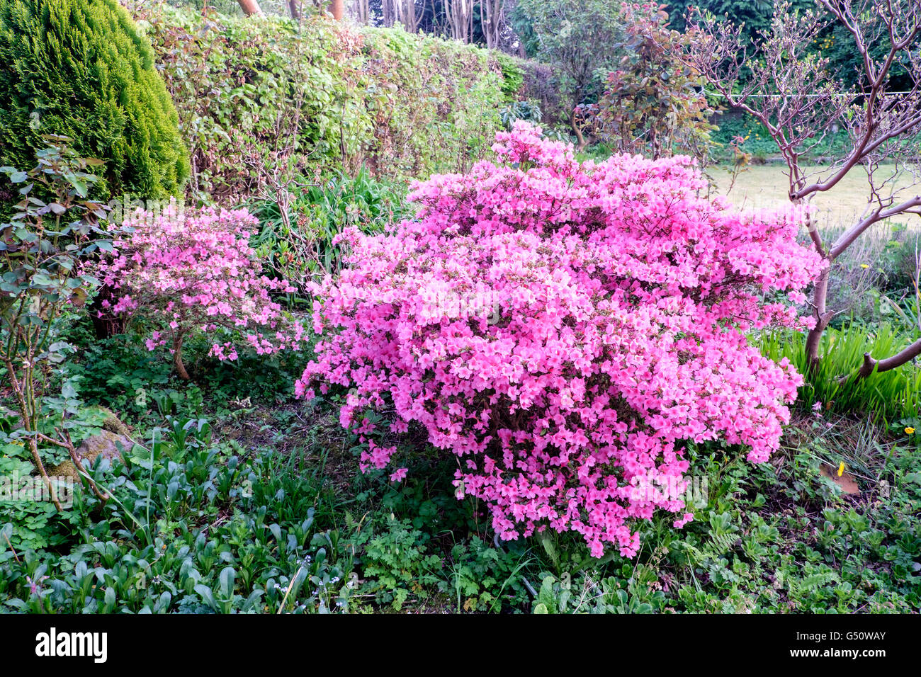 Pink azalea in flower in garden, UK Stock Photo - Alamy