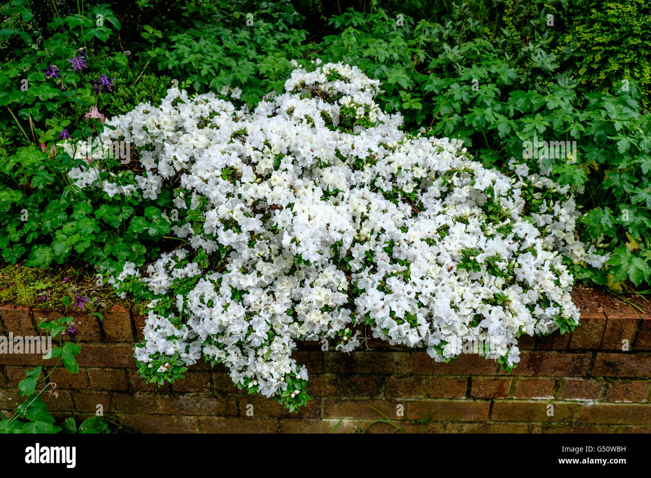 White azalea covered in flowers growing over garden wall` Stock Photo ...