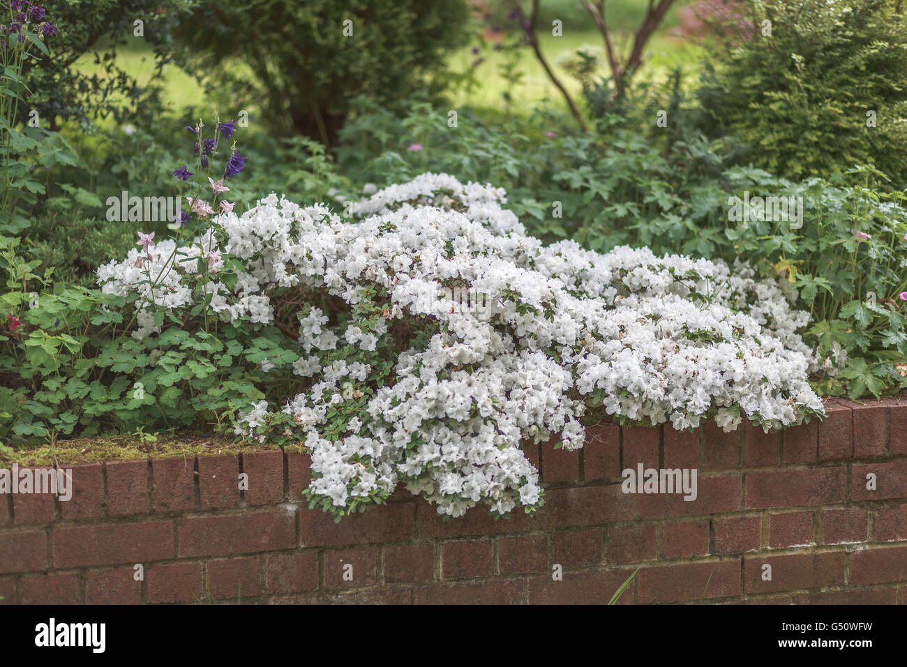 White azalea covered in flowers growing over garden wall` Stock Photo ...