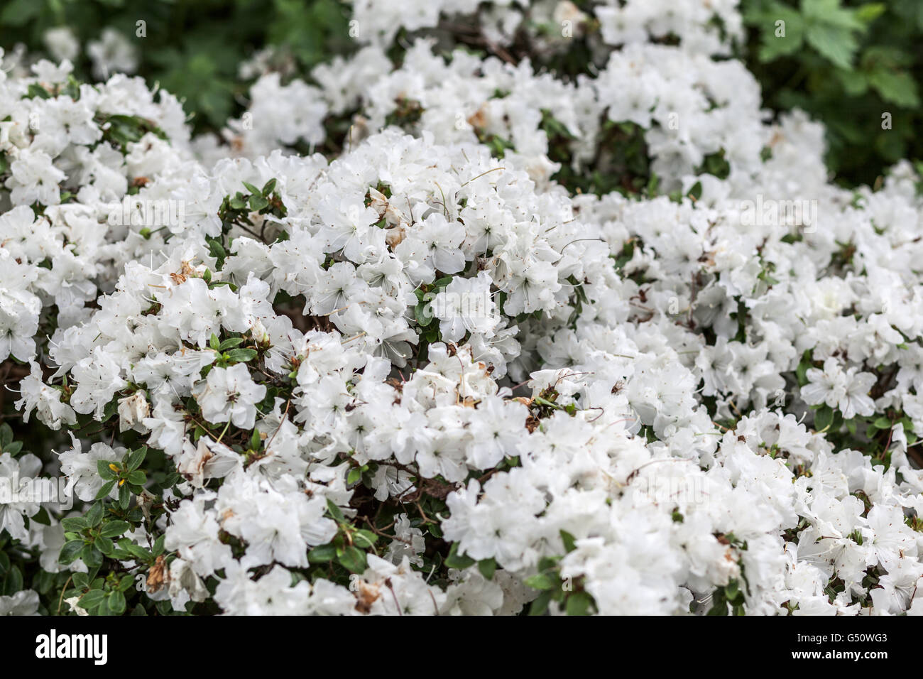 White azalea covered in flowers growing over garden wall` Stock Photo ...