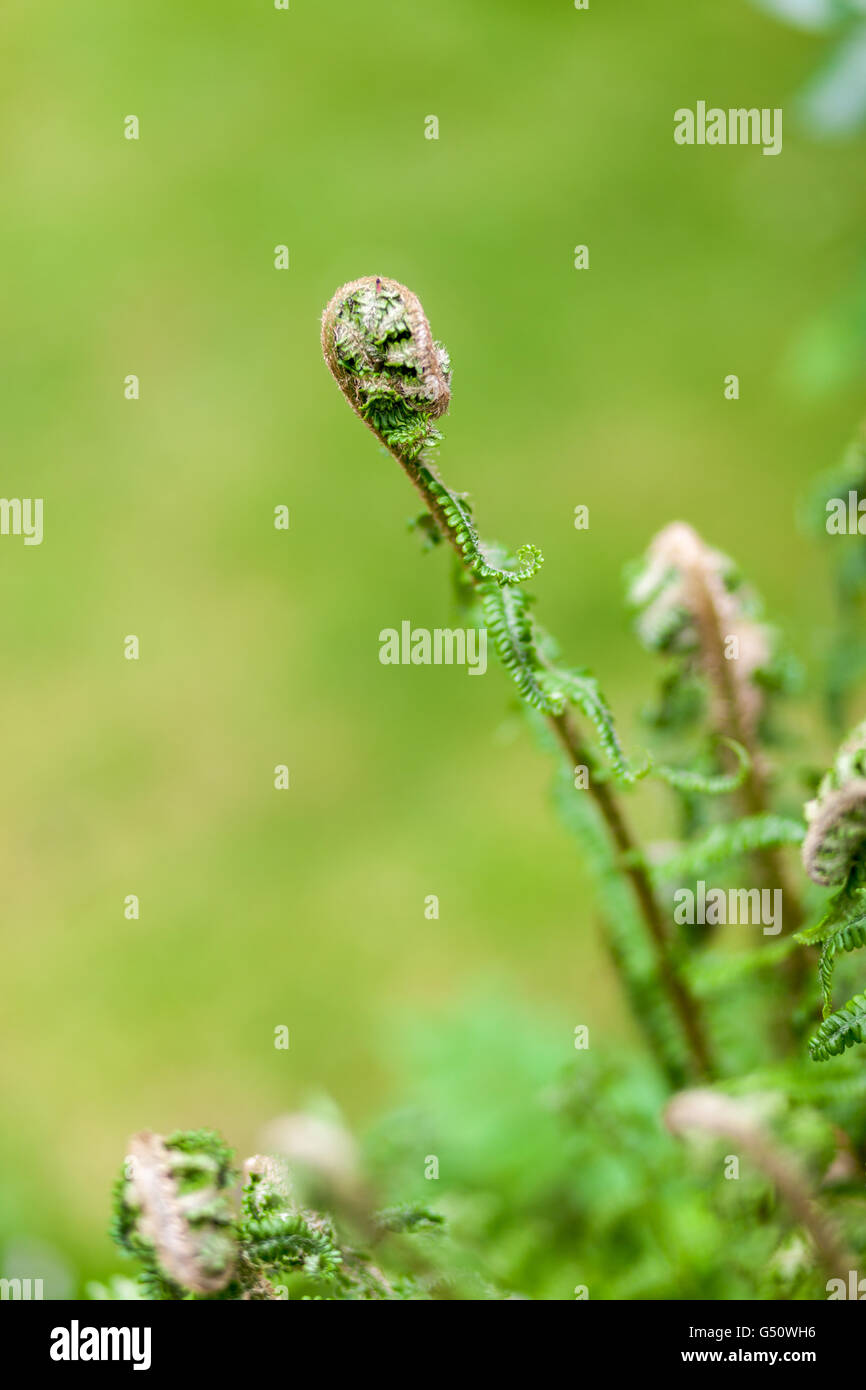 Ferns buds unfolding in spring in garden, UK Stock Photo - Alamy