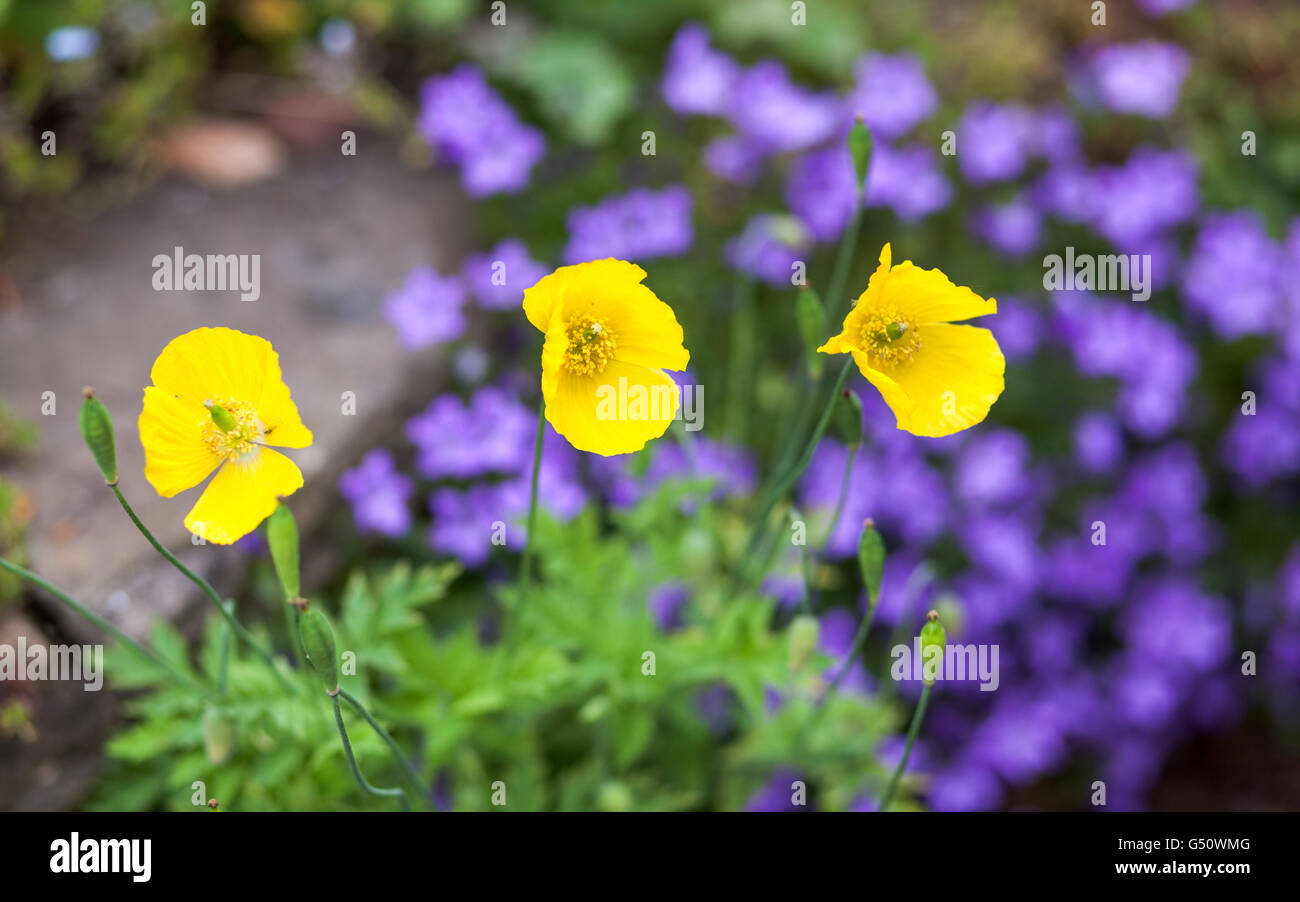 Three purple petals hi-res stock photography and images - Alamy