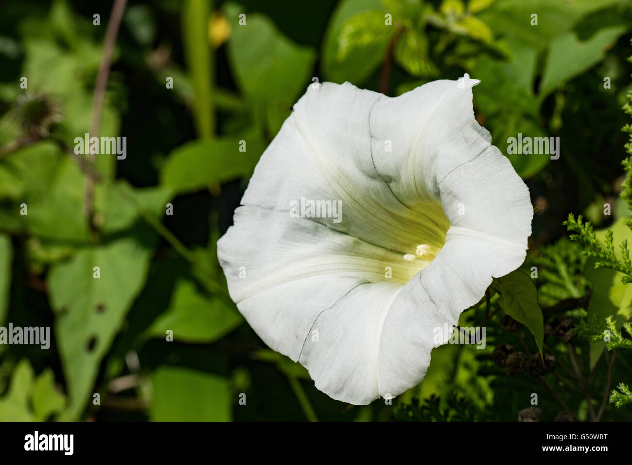 Bindweed on a leafy green background Stock Photo - Alamy