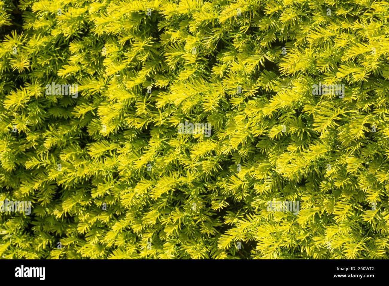 Lime green hedging makes an ideal privacy screen Stock Photo - Alamy