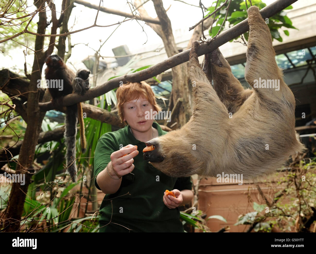 Senior Zoo Keeper Lucy Hawley hand feeds a Two-Toed Sloth, at London ...