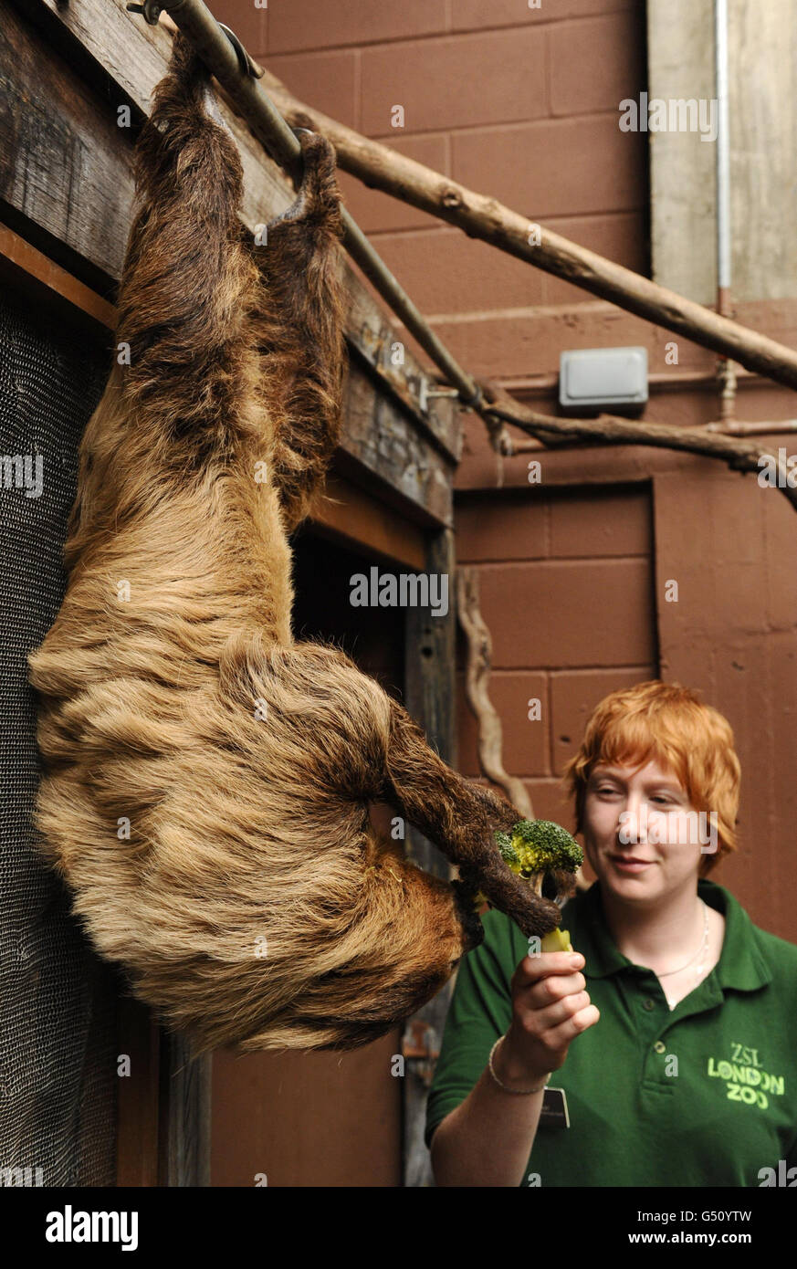 New way feeding zoos sloths hi-res stock photography and images - Alamy