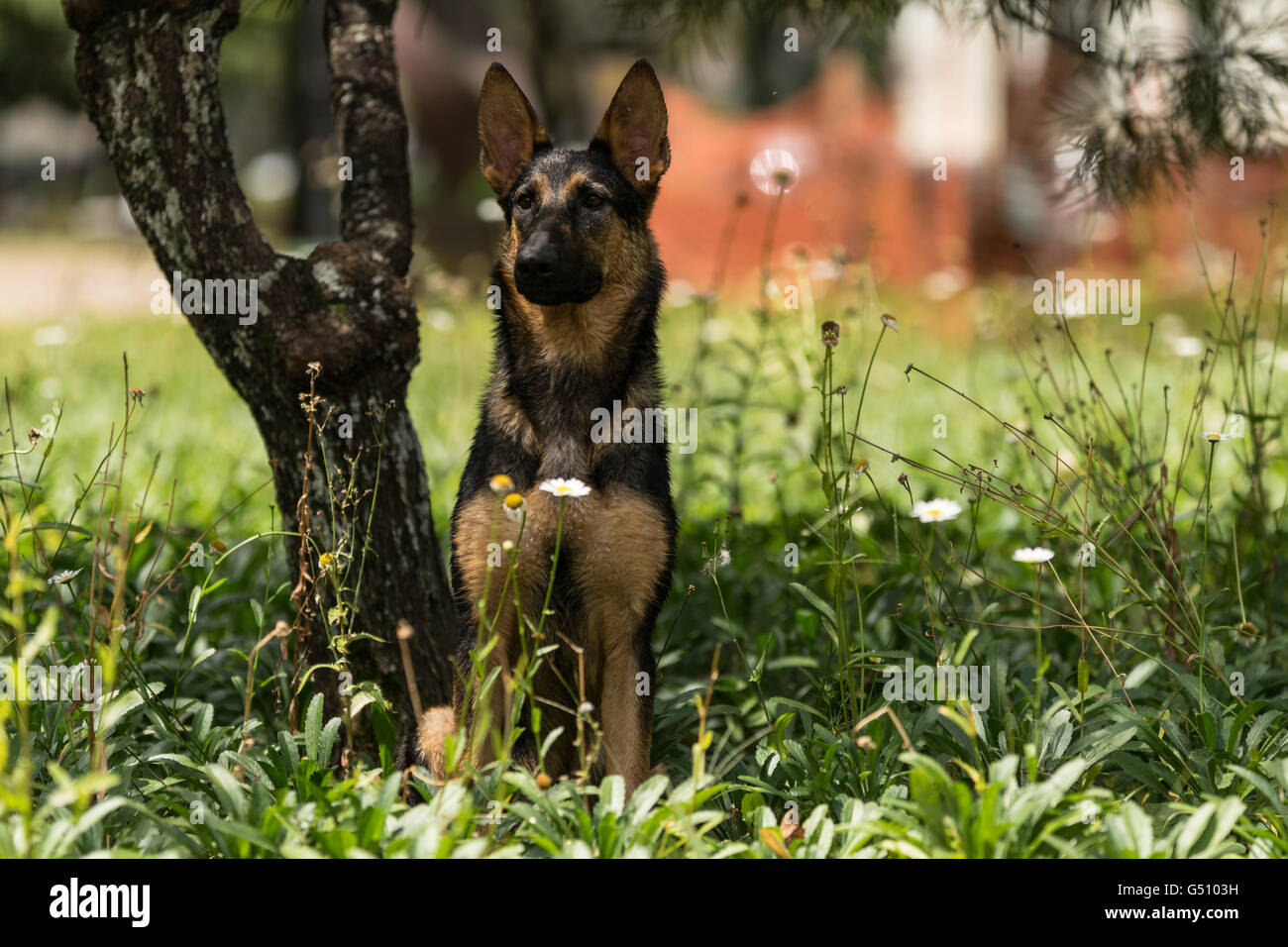 Gurkha posing for the camera among the daisies Stock Photo - Alamy