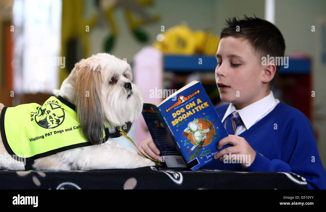 Pets as Therapy Dog programme Stock Photo - Alamy