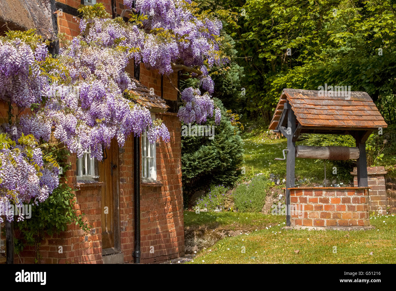 Wisteria Covered Cottage Berkshire UK Stock Photo - Alamy
