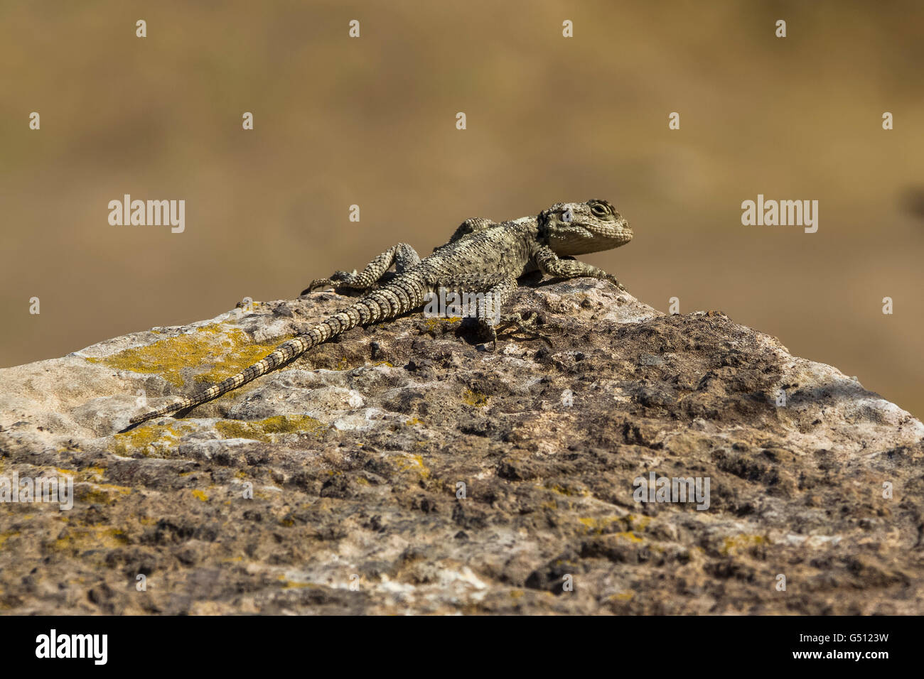 Chameleon Chamaeleonidae On A Rock Kos Greece Stock Photo - Alamy