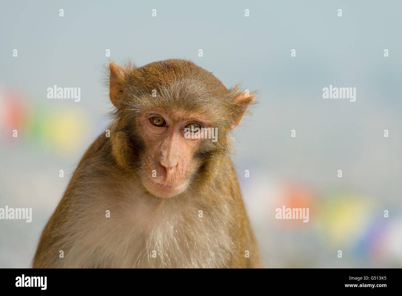 Nepal, Central Region, Kathmandu, Close-up of a monkey at the Stupa of ...