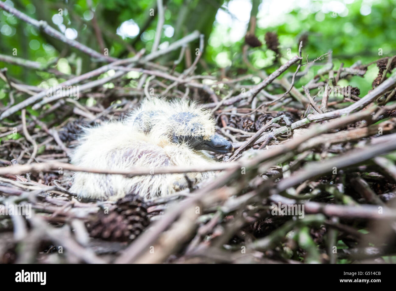 Birds in tree of life hi-res stock photography and images - Alamy