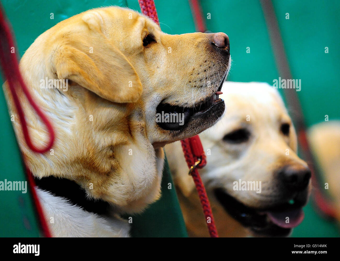 Labradors during Crufts 2012 show at the NEC, Birmingham Stock Photo ...