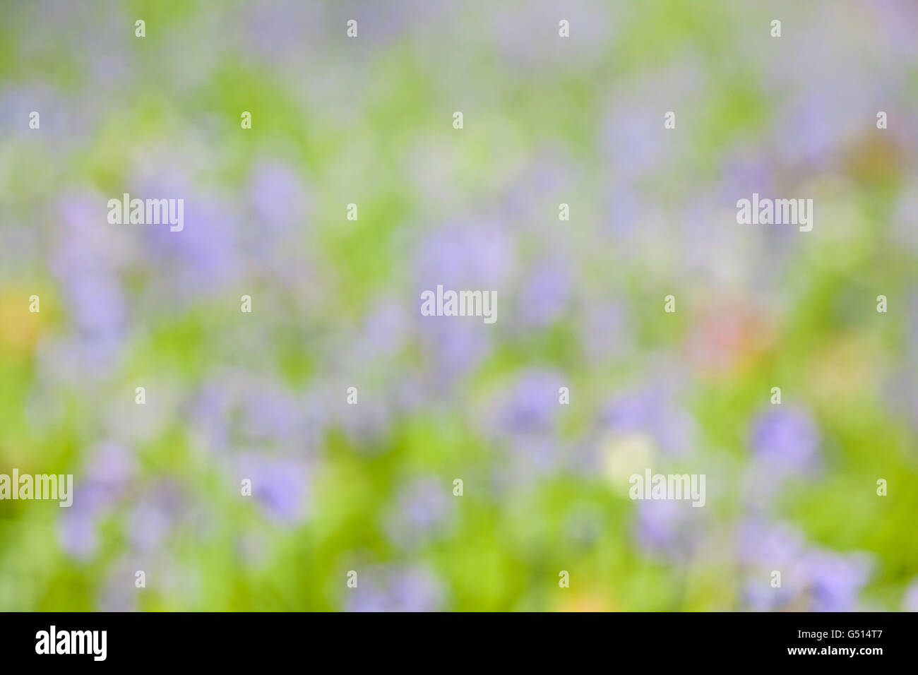 in the forest you have trees and bluebells on the ground in spring time ...