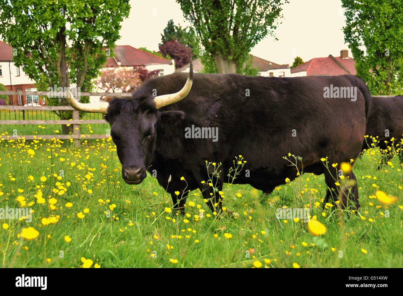 Dexter bull hi-res stock photography and images - Alamy