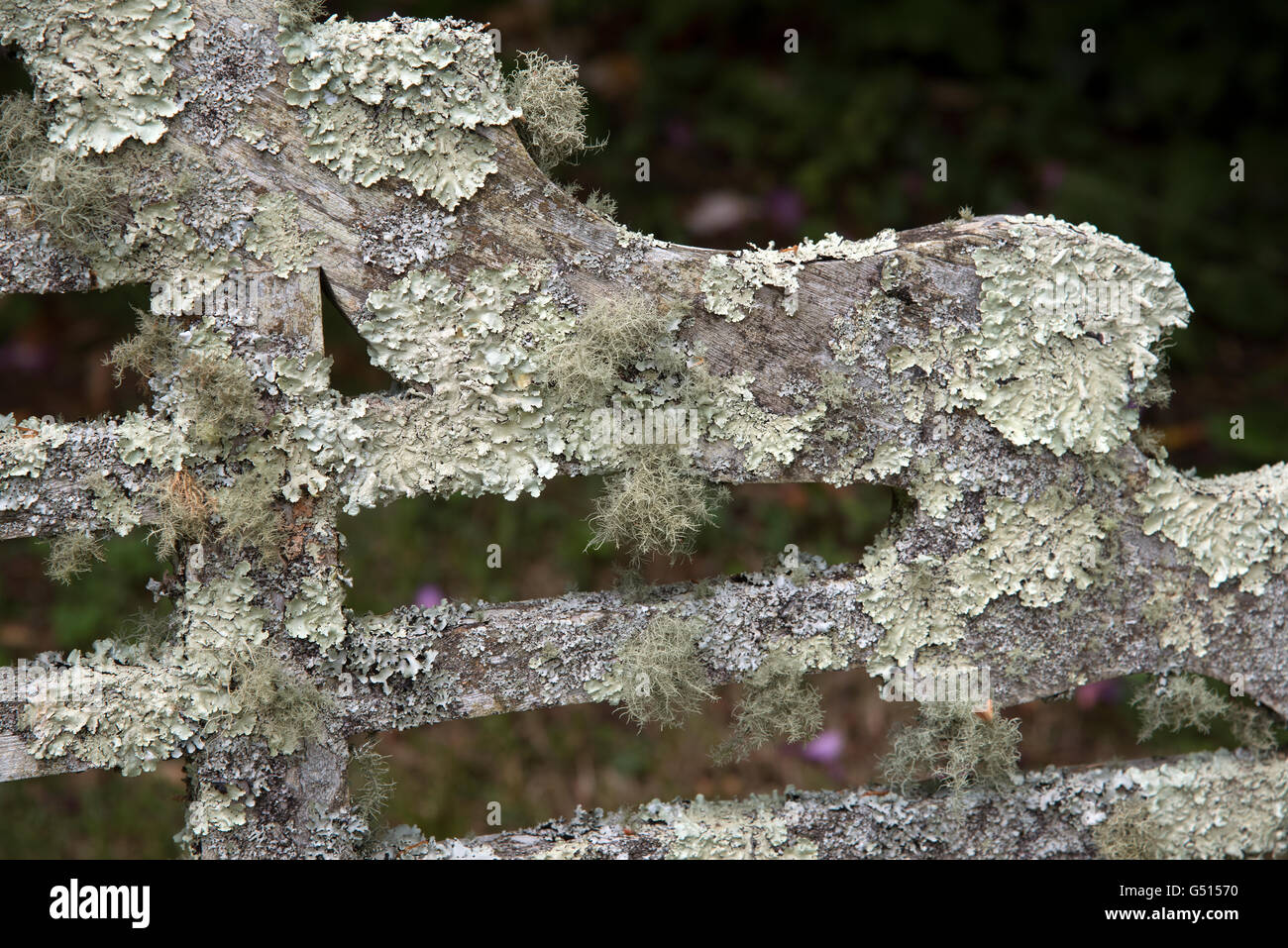 A wooden garden seat covered in Lichen Stock Photo - Alamy