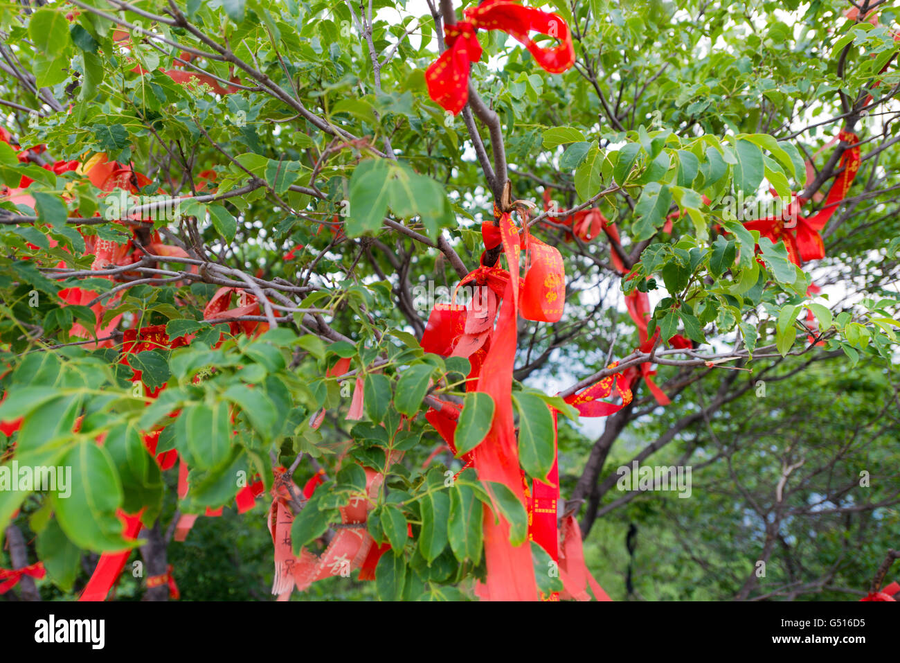 China, Beijing, hike on the Great Wall, Red tapes bound to branches ...