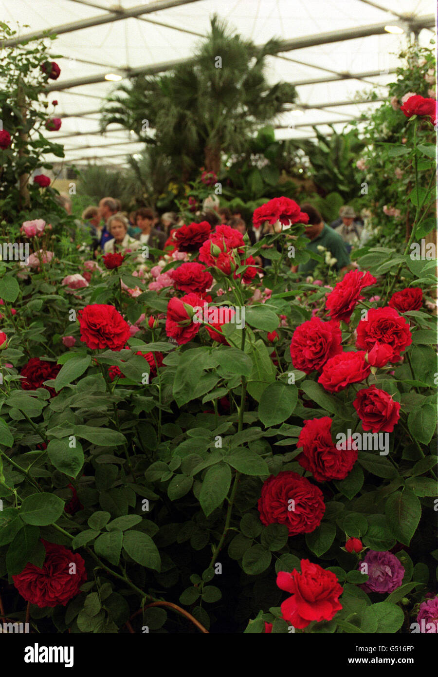 The David Austin Roses flower display which won a Gold Award at the ...