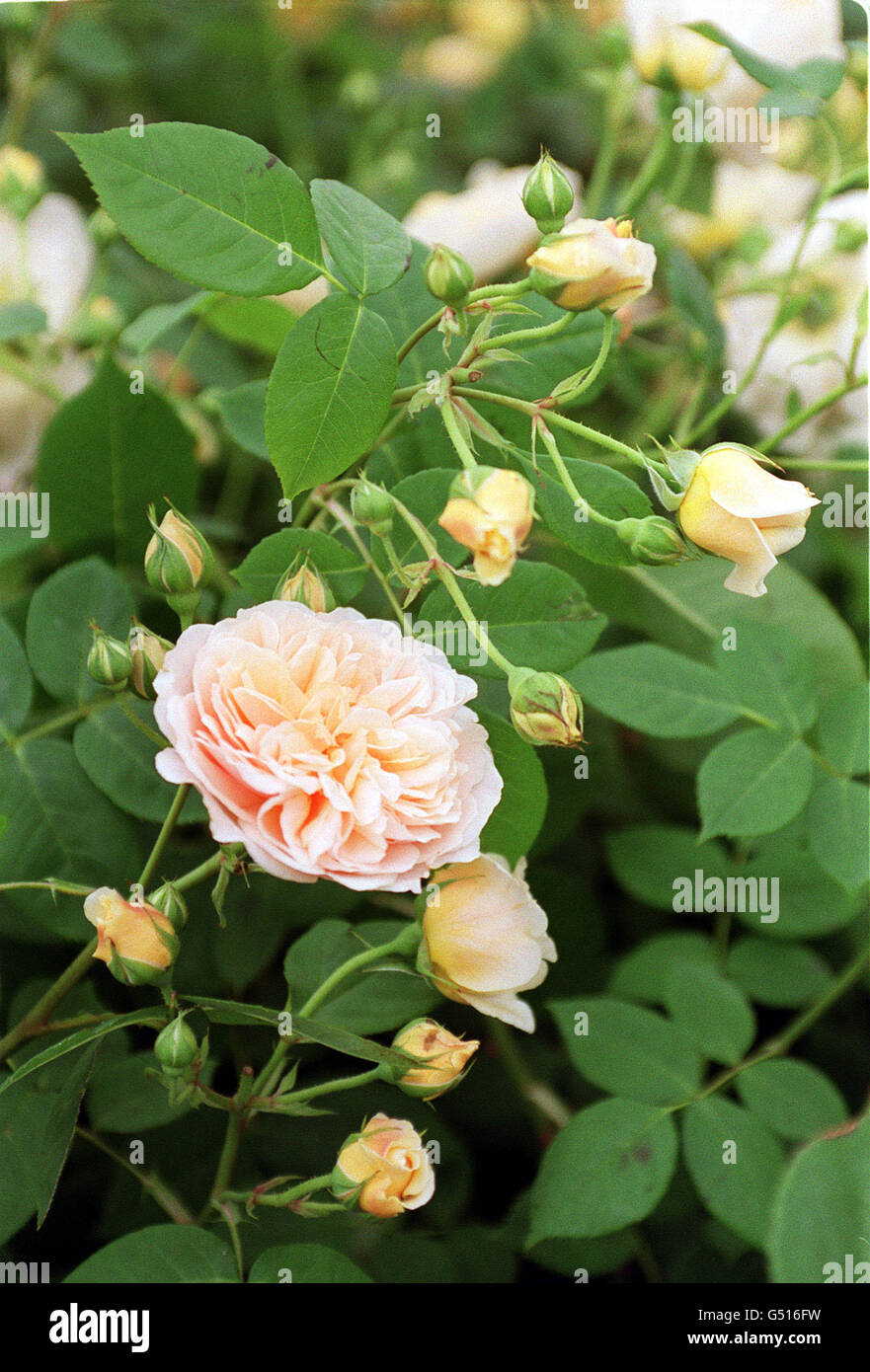 Flower display won gold award chelsea flower show hi-res stock ...